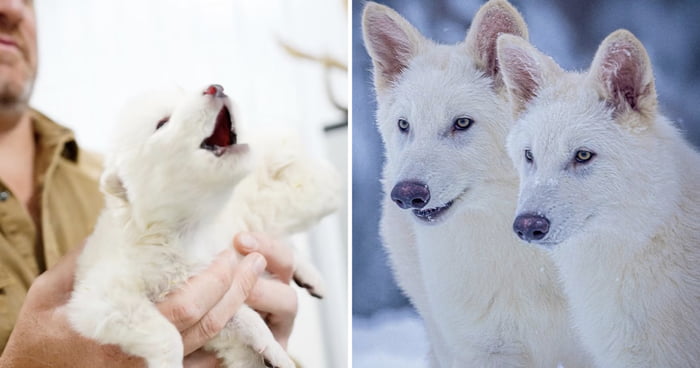 Best Funny dire wolf Memes - 9GAG